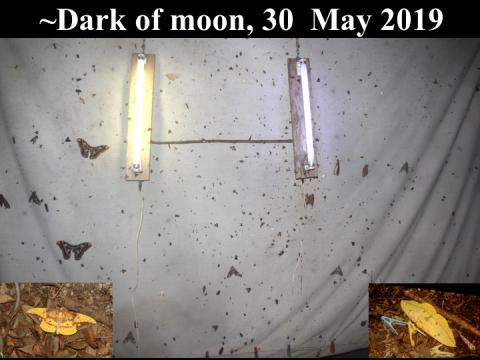 Insect Decline May Be Cause for Population Drop in Neotropical Birds | GDFCF